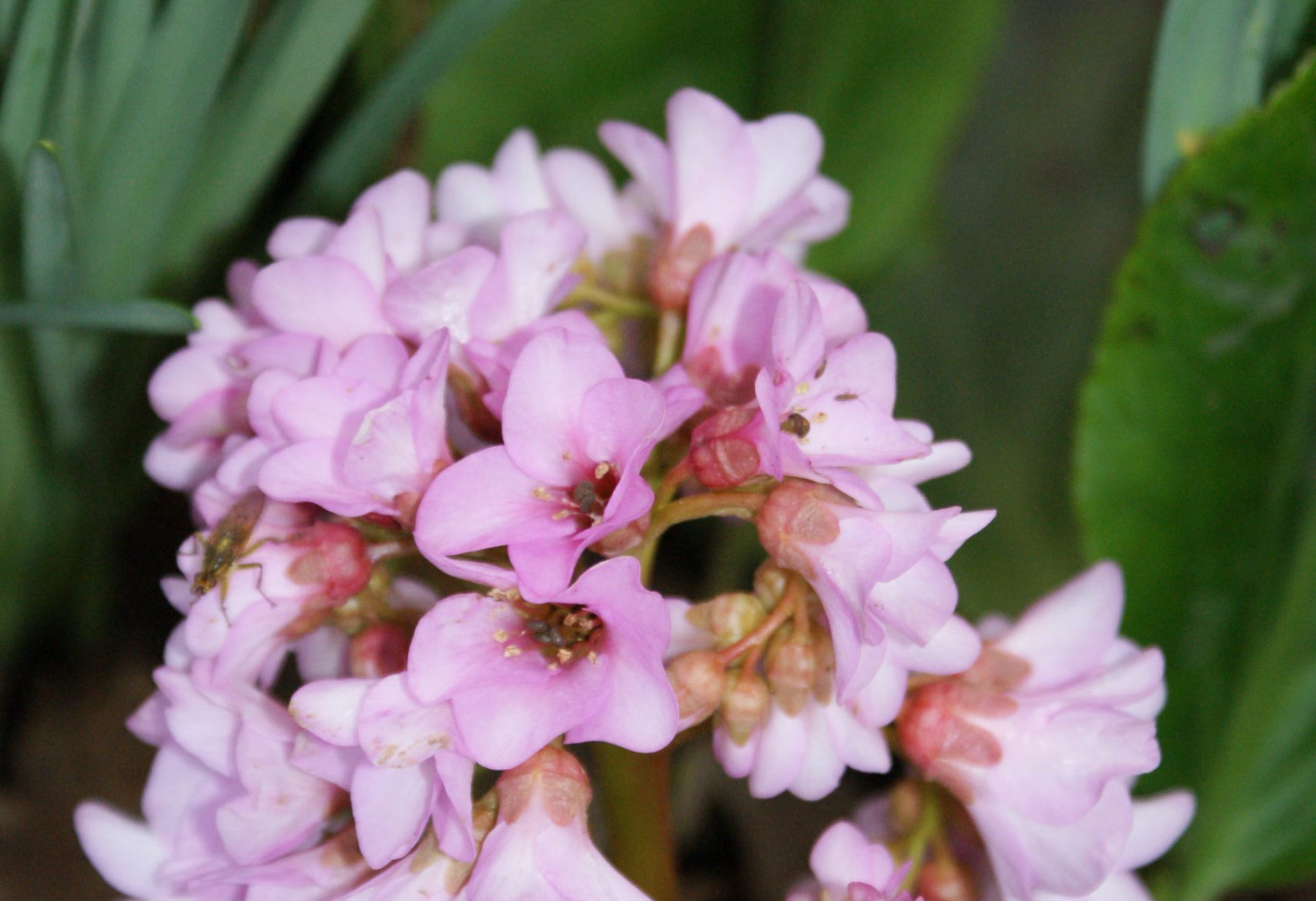 Rye Flower & Veg Show – Saturday 3 September 2022